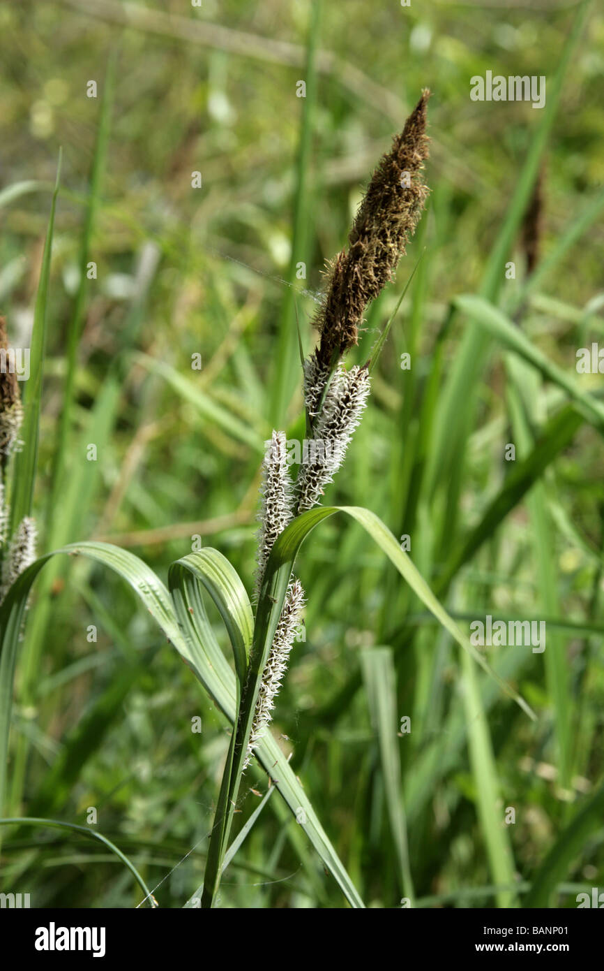Lesser Pond Sedge, Carex acutiformis, Cyperaceae Stock Photo - Alamy