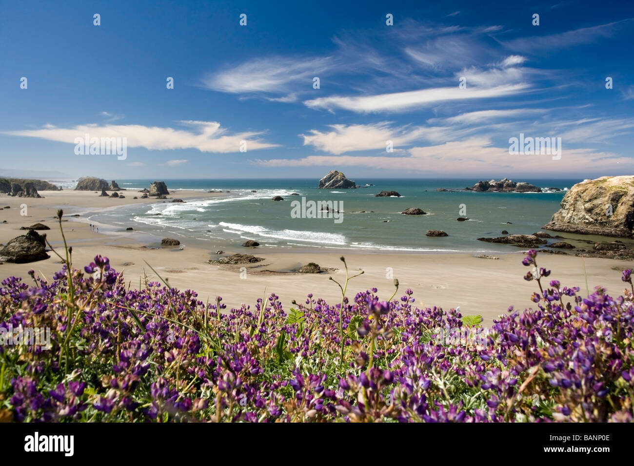 White beach flowers hi-res stock photography and images - Alamy