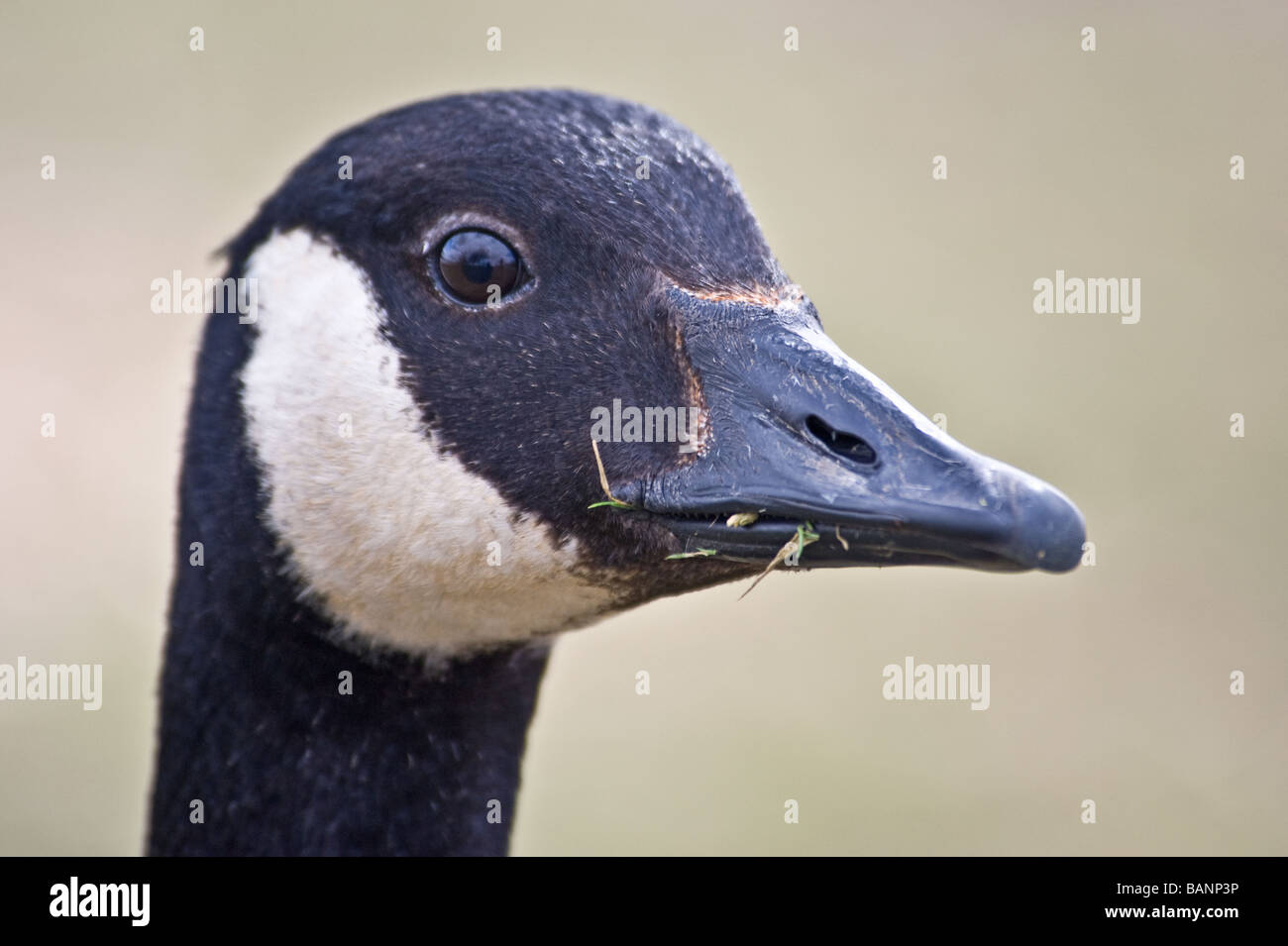 Goose portrait hi-res stock photography and images - Alamy