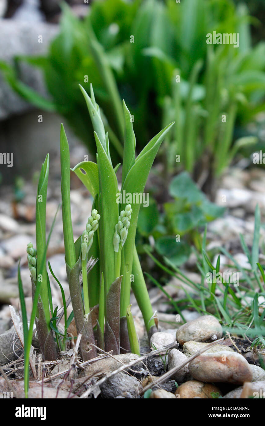 Close up of green buds flowers in the garden from above overhead nobody ...