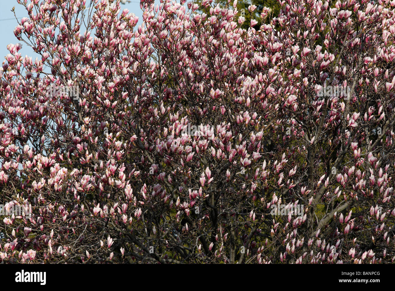 Magnolia x soulangeana star wars hi-res stock photography and images ...