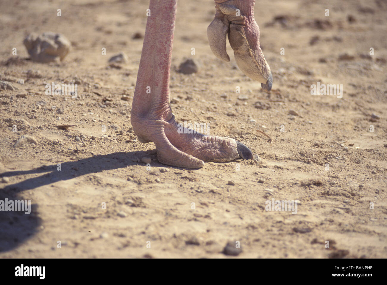 Ostrich Feet High Resolution Stock Photography and Images - Alamy