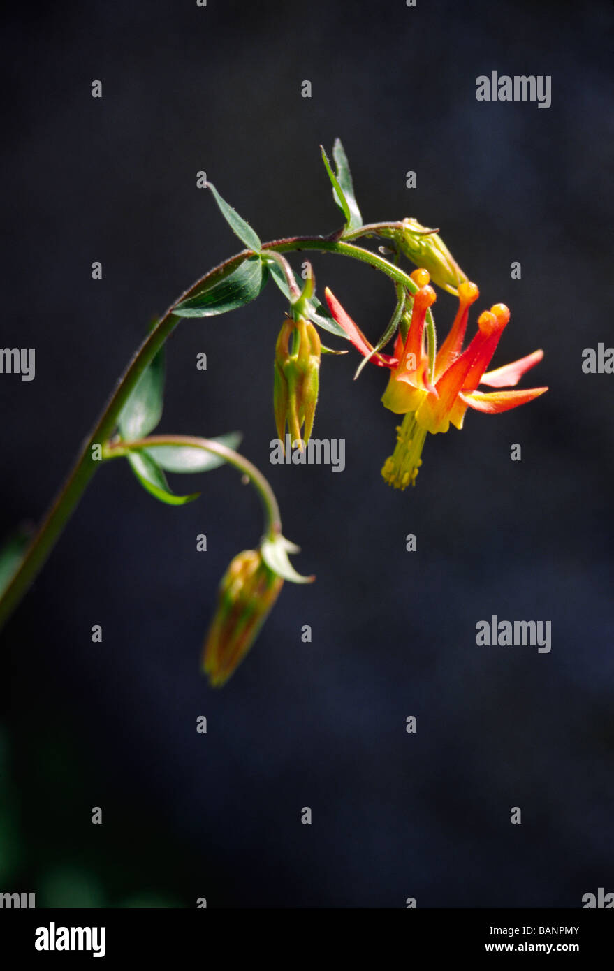 Wild COLUMBINE grows in the MARBLE MOUNTAIN WILDERNESS NORTHERN ...