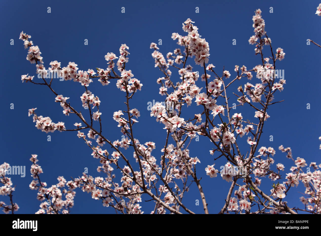 Flowering apricot tree in Turkey Stock Photo - Alamy