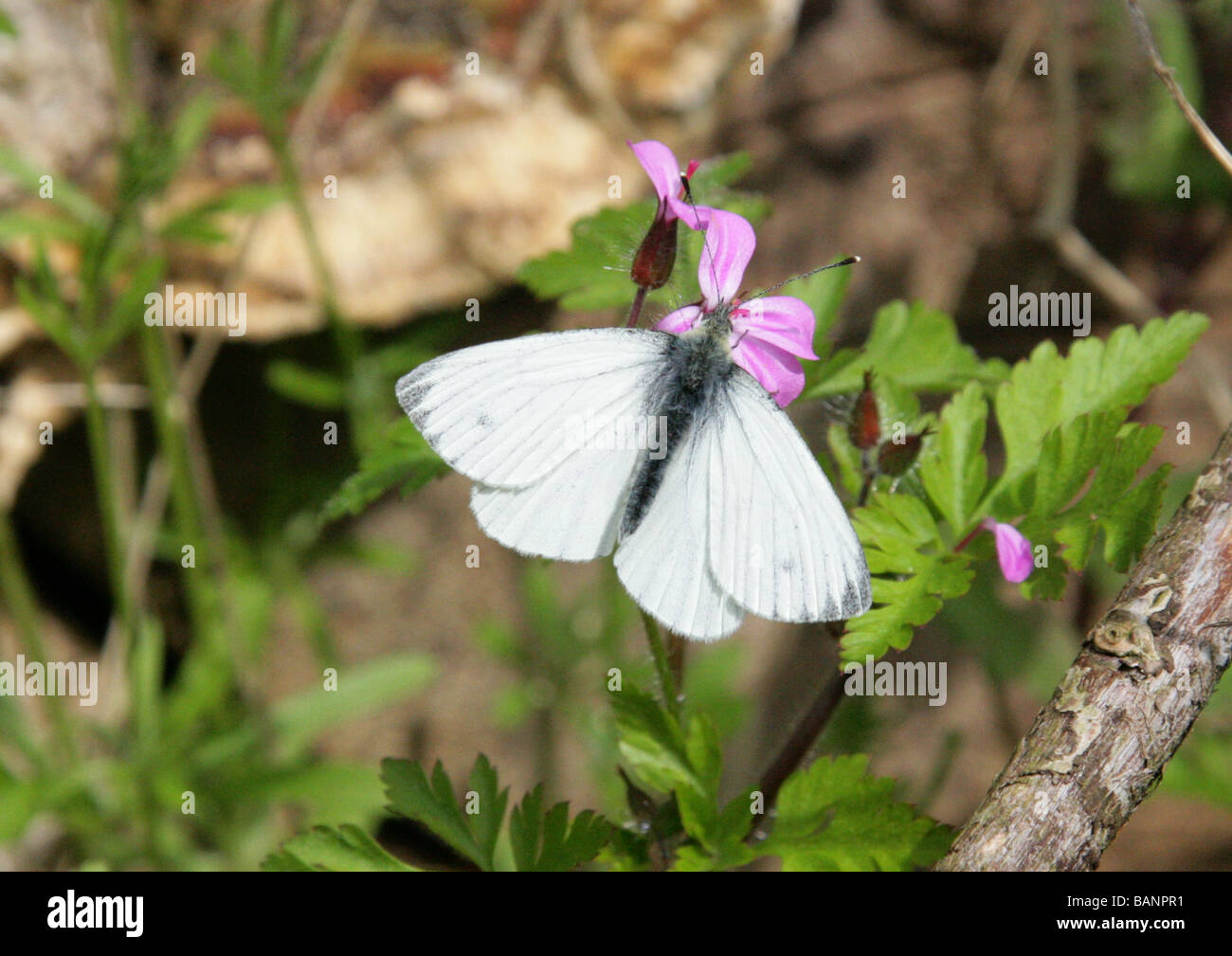 Small White Butterfly aka Small Cabbage White Butterfly, Pieris rapae ...
