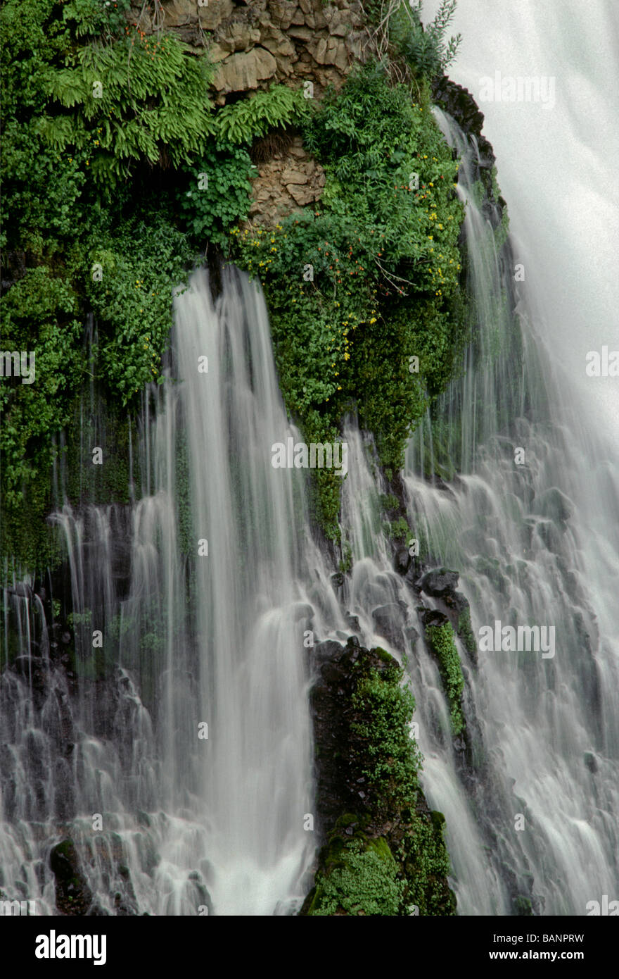 Weeping falls hi-res stock photography and images - Alamy