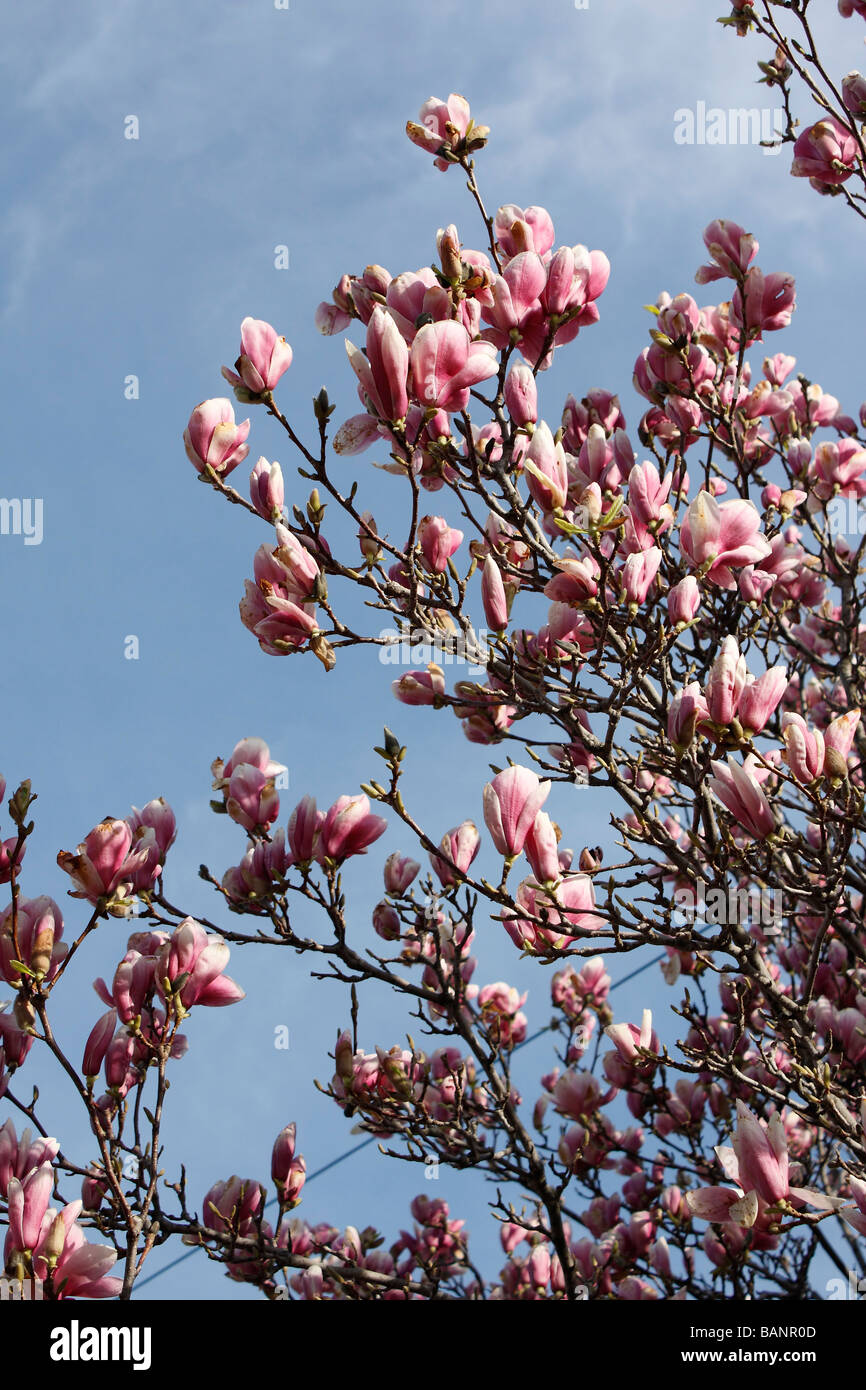 Pink Magnolia x Soulangeana beautiful flowering tree close up low angle ...