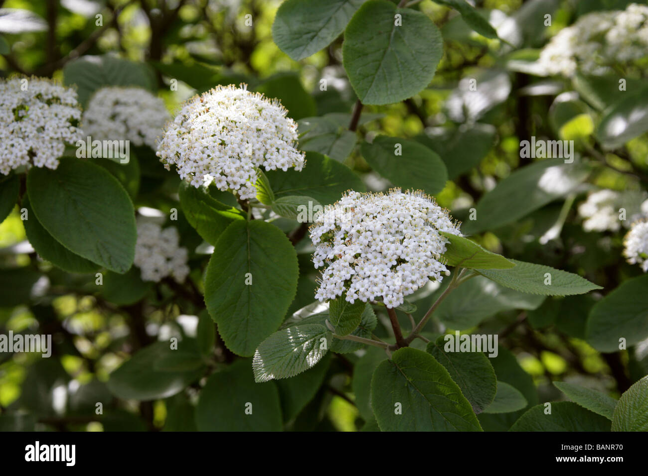 Wayfaring Tree, Viburnum lantana, Adoxaceae Stock Photo - Alamy