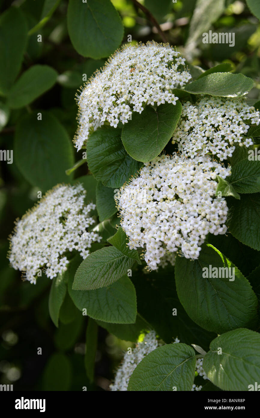 Wayfaring Tree, Viburnum lantana, Adoxaceae Stock Photo - Alamy