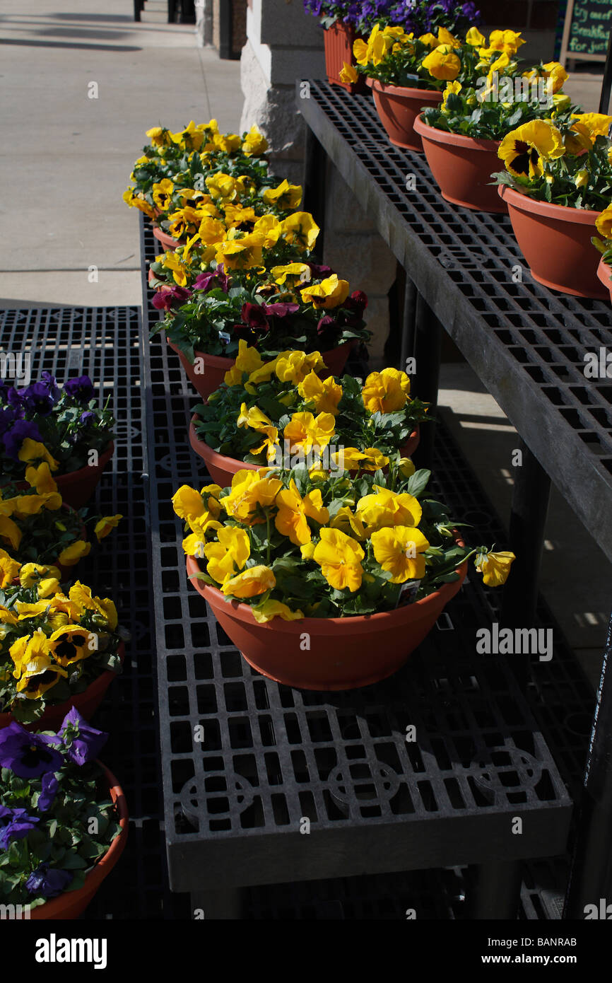 Pansy hi res hi-res stock photography and images - Alamy