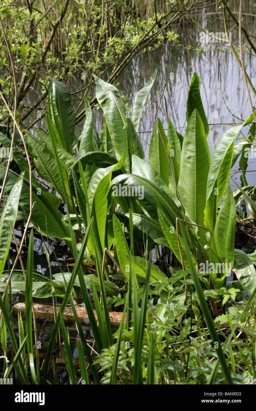 Dock plant hi-res stock photography and images - Alamy