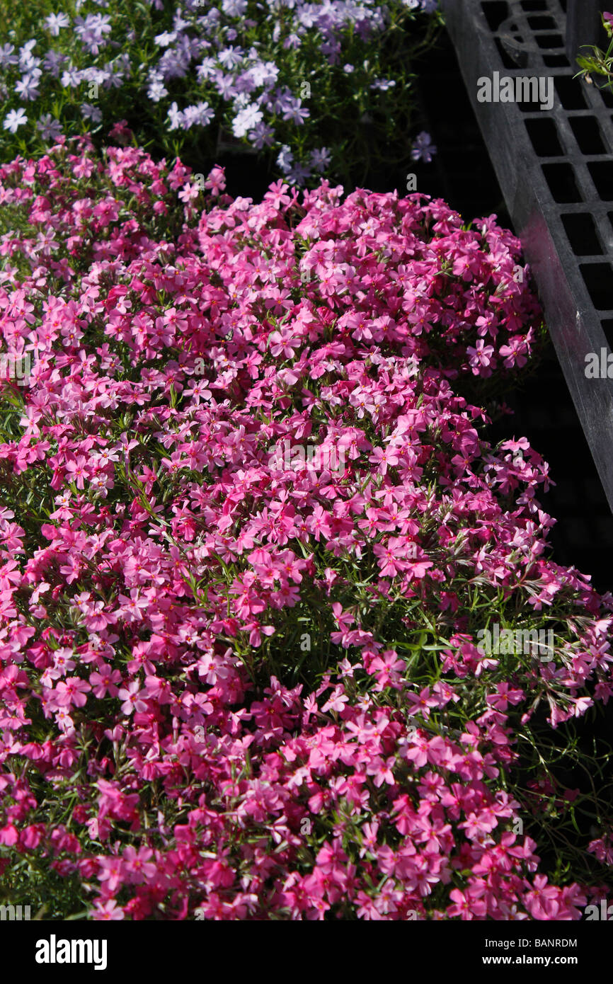 Phlox subulata flowers in flowerpots outdoor sales from front view ...