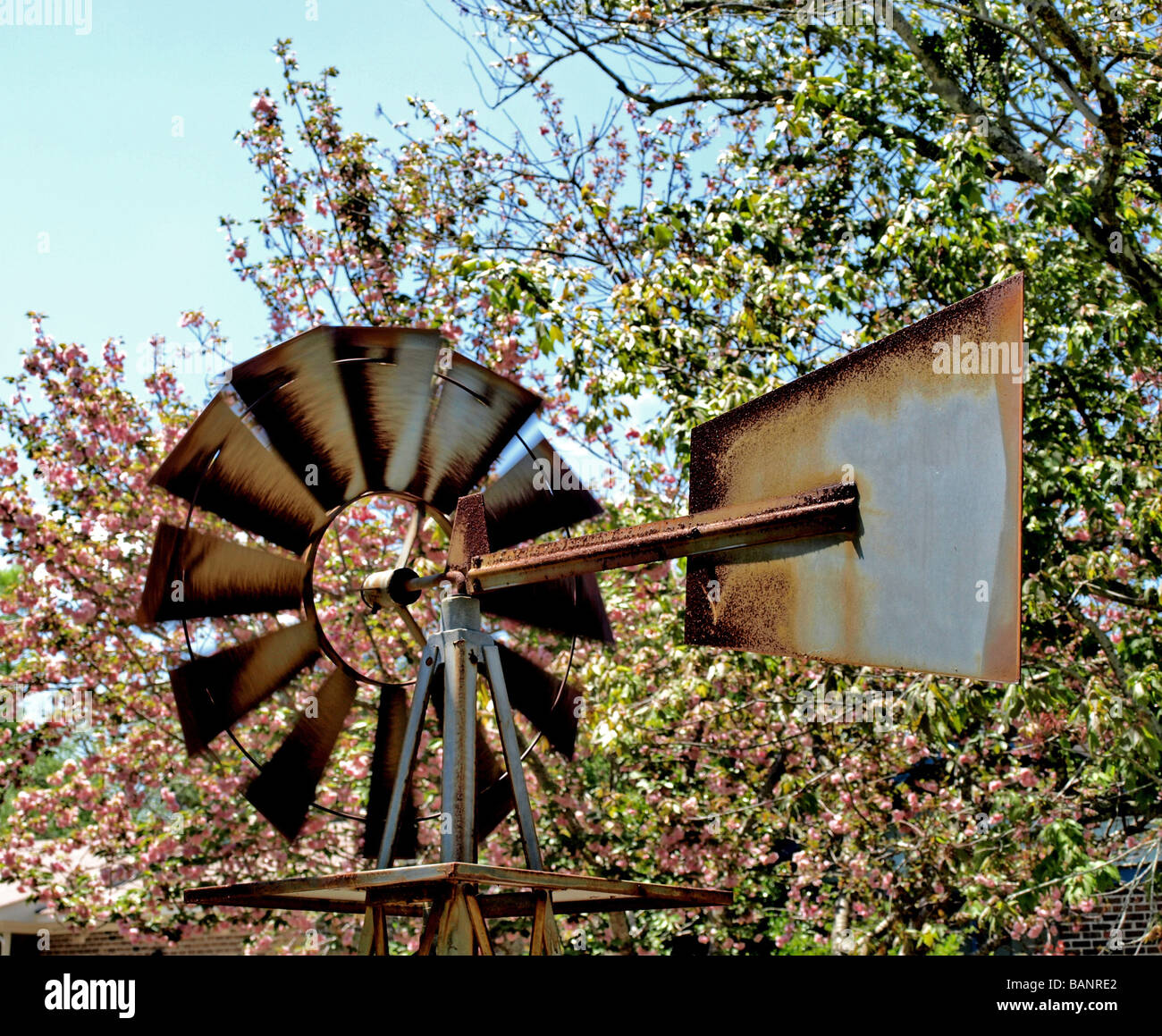 Vane leaf hi-res stock photography and images - Alamy