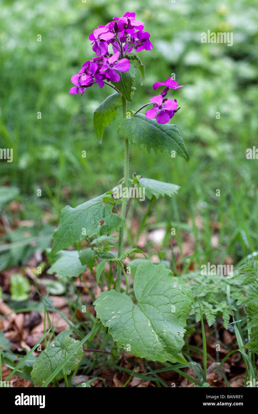Lunaria rediviva honesty hi-res stock photography and images - Alamy