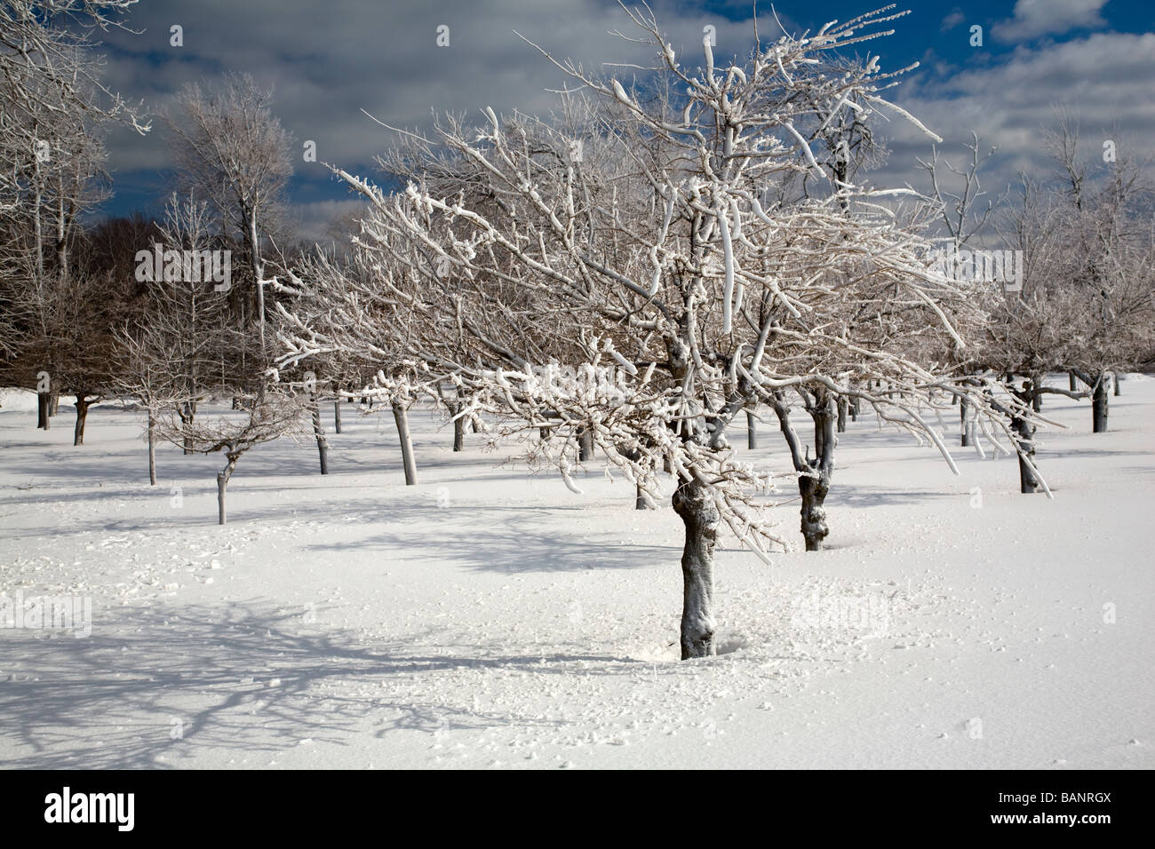 Ice covered trees in Niagara Falls State Park, Niagara Falls New York ...