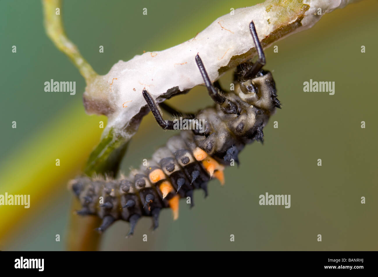 Ladybird larva hi-res stock photography and images - Alamy