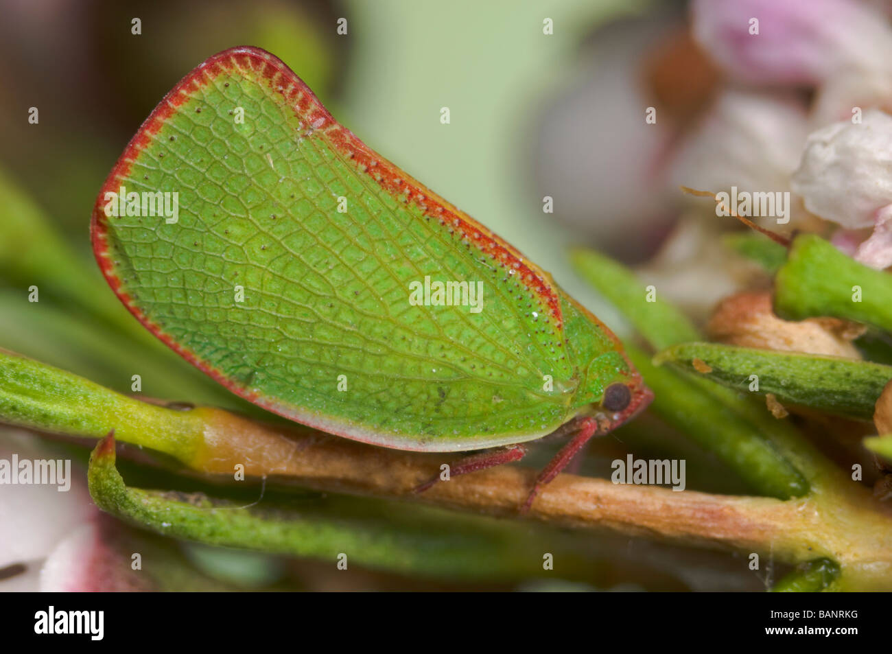 Flatidae hi-res stock photography and images - Alamy