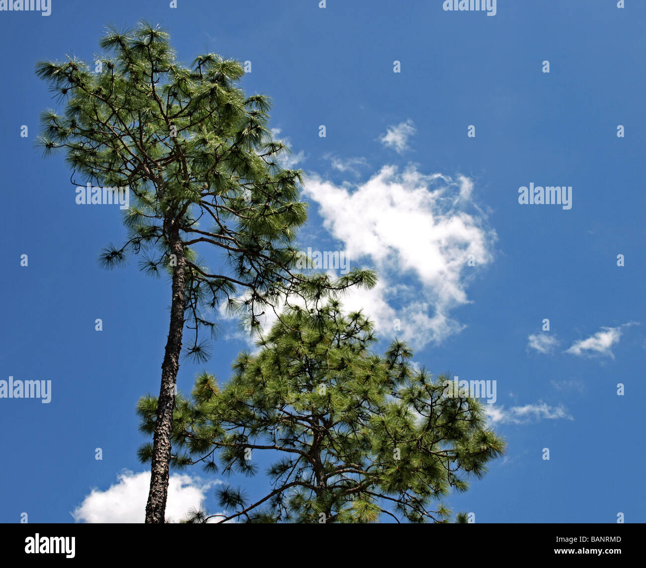 panoramic sky view looking up to two tall southern pine tree trees with ...