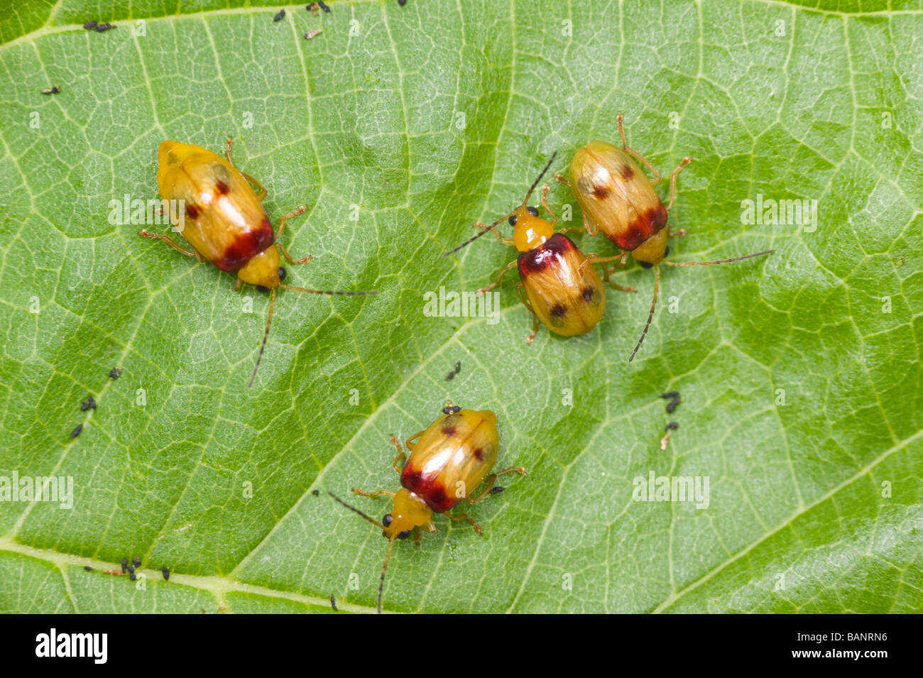Redshouldered leaf beetle, or monolepta beetle, is an Australian insect ...