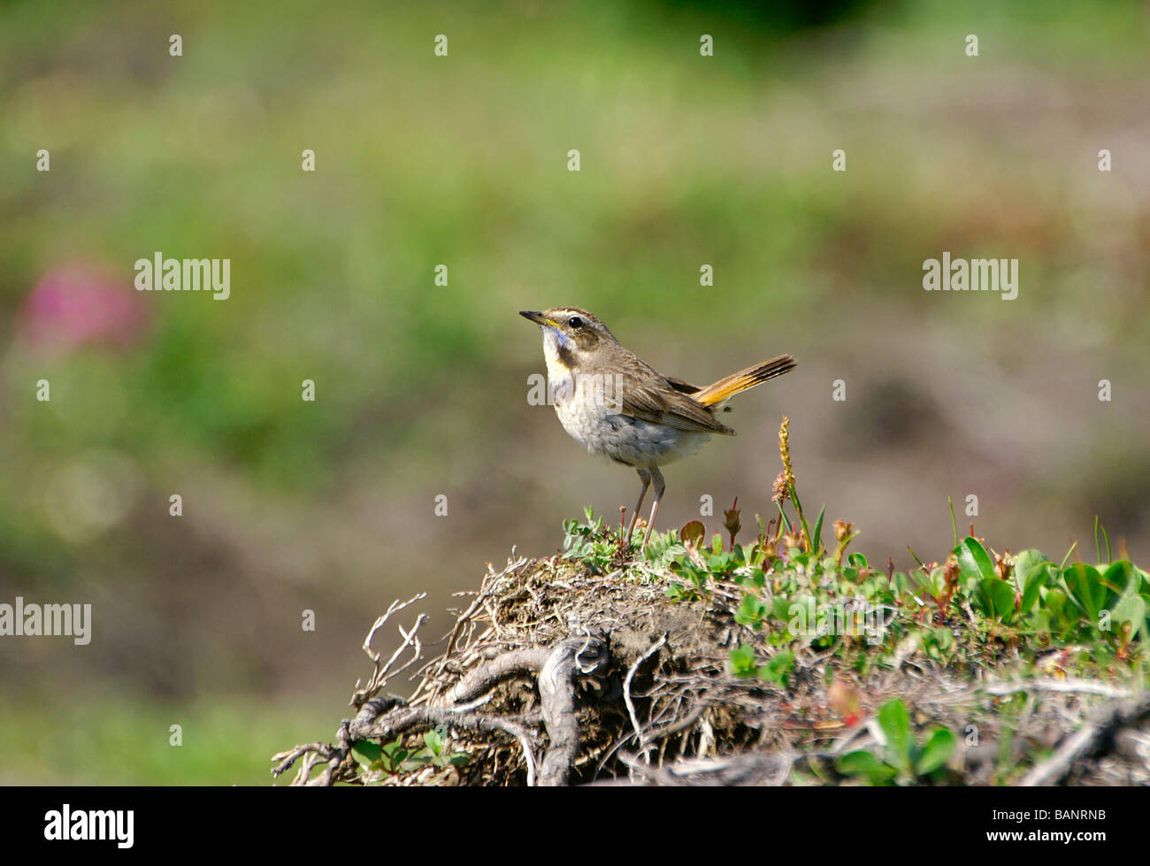 Bluethroat - Luscinia svecica svecica Stock Photo - Alamy