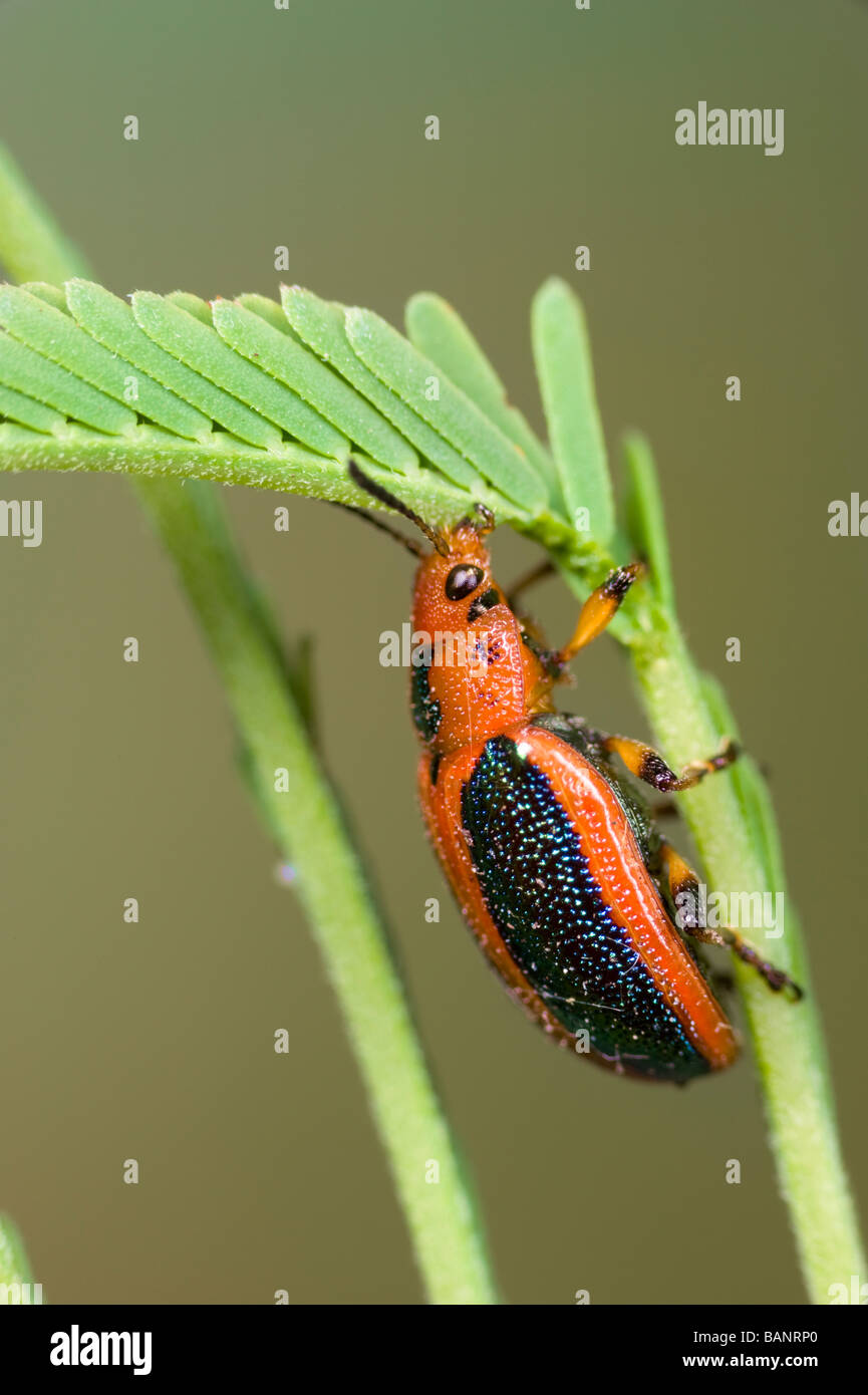 Acacia leaf beetles on silver wattle, Australia Stock Photo - Alamy