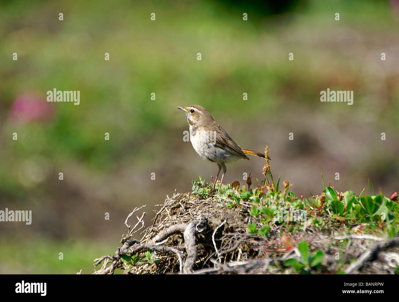 Bluethroat - Luscinia svecica svecica Stock Photo - Alamy