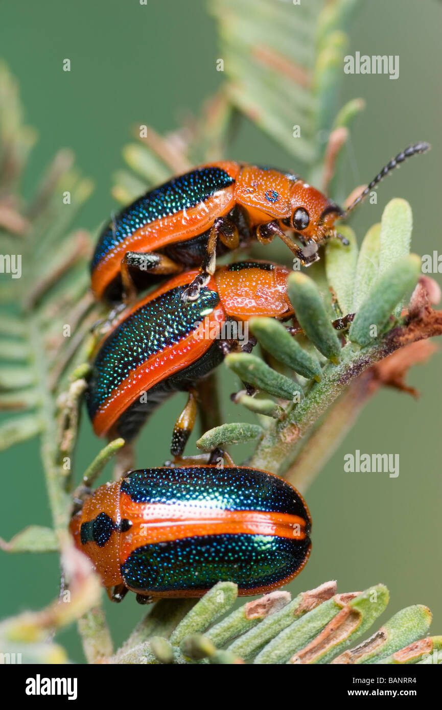 Silver beetles hi-res stock photography and images - Alamy