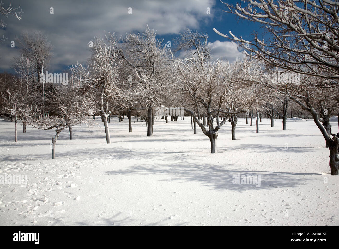 Ice covered trees in Niagara Falls State Park, Niagara Falls New York ...