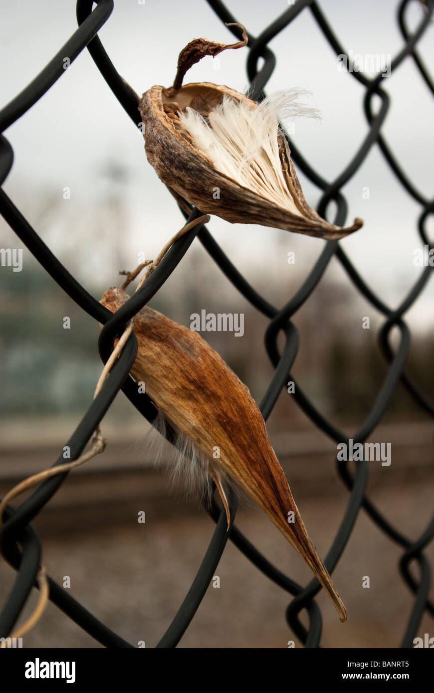 Milkweed vine pods on a chain link fence (Cynanchum laeve) lose their ...