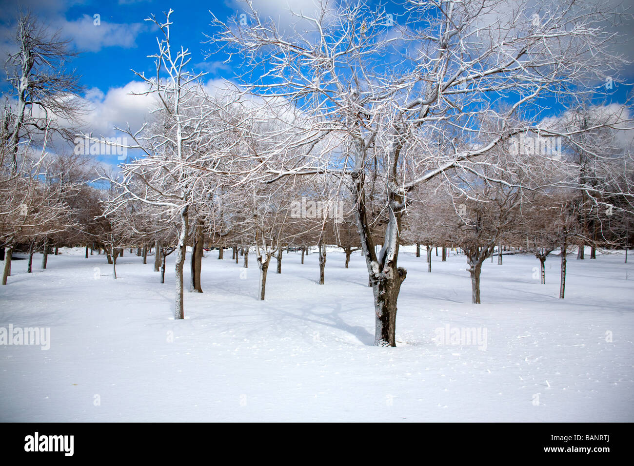 Ice covered trees in Niagara Falls State Park, Niagara Falls New York ...