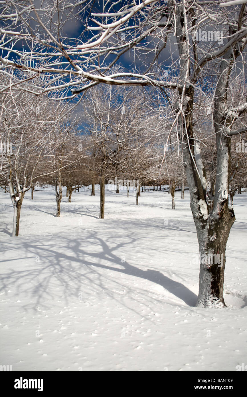 Ice covered trees in Niagara Falls State Park, Niagara Falls New York ...