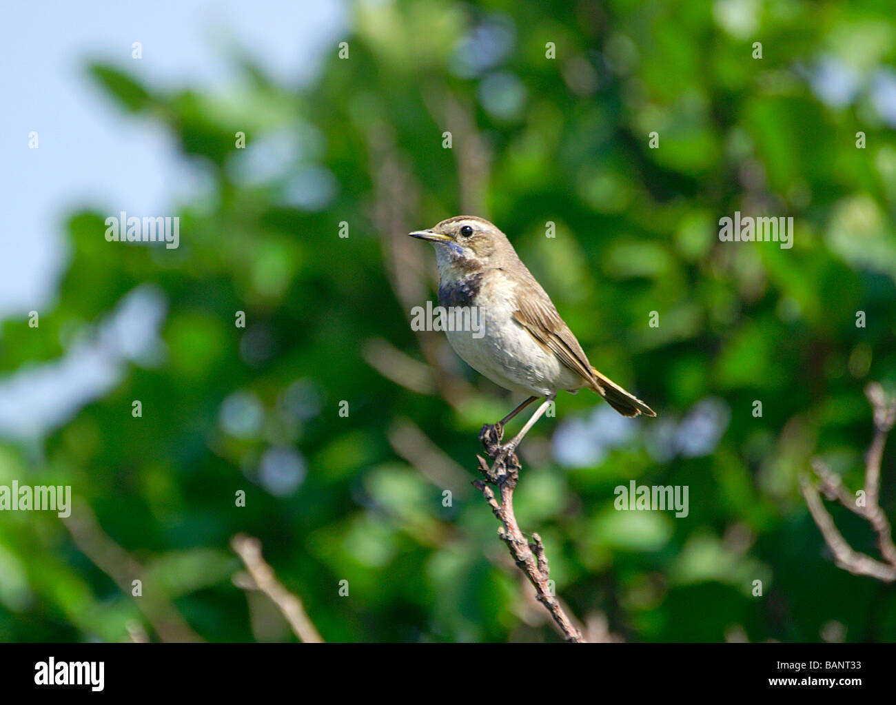 Bluethroat luscinia svecica svecica hi-res stock photography and images ...