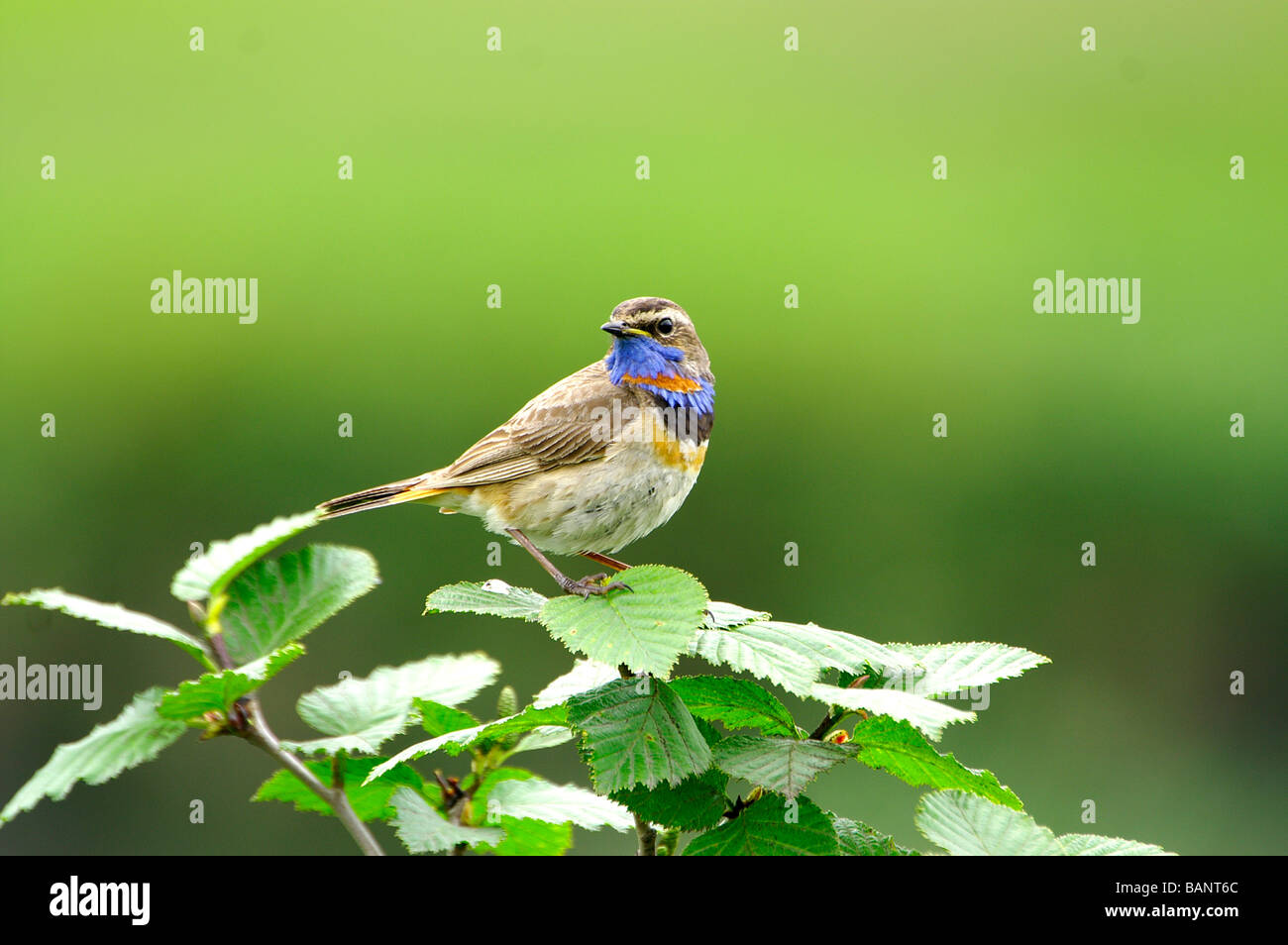 Bluethroat - Luscinia svecica svecica Stock Photo - Alamy