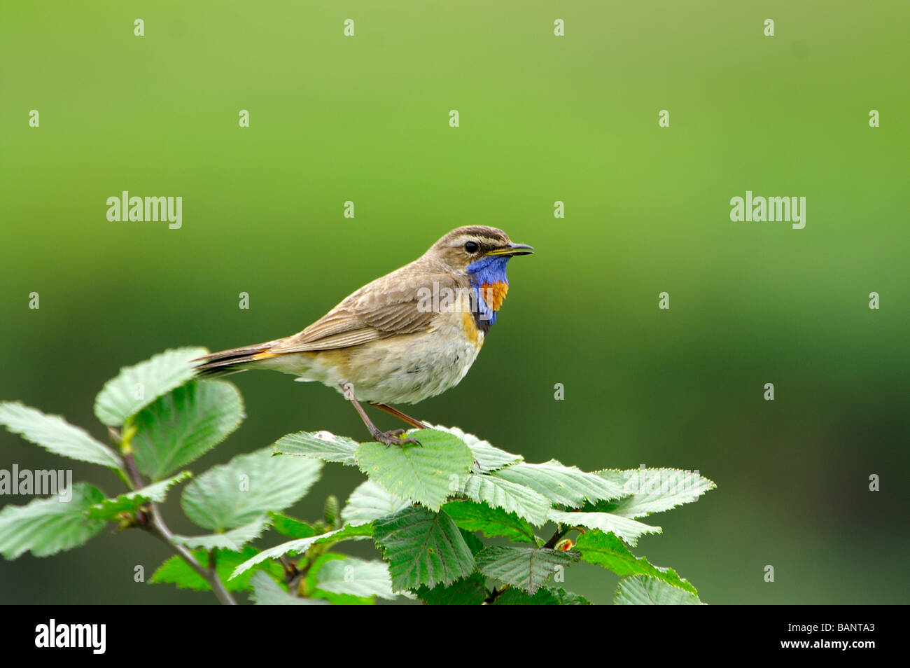 Bluethroat - Luscinia svecica svecica Stock Photo - Alamy