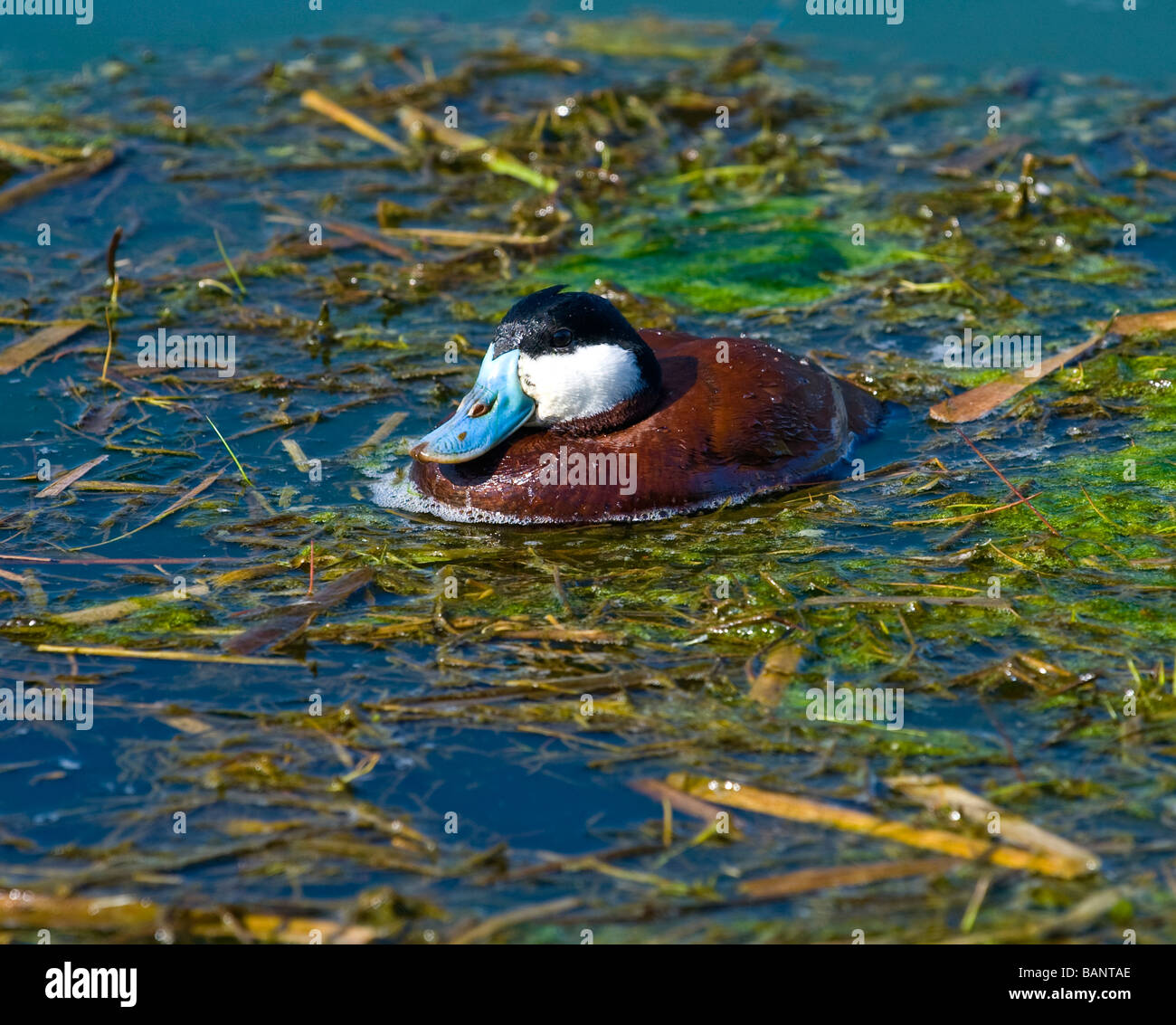 Bantae hi-res stock photography and images - Alamy