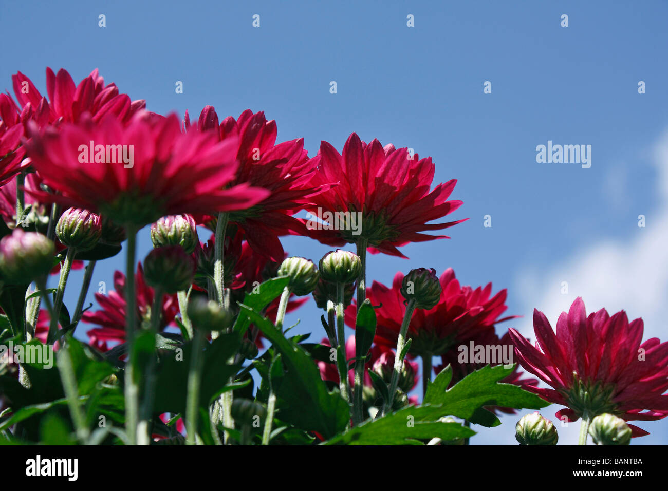 High angle view of flowers below hi-res stock photography and images ...