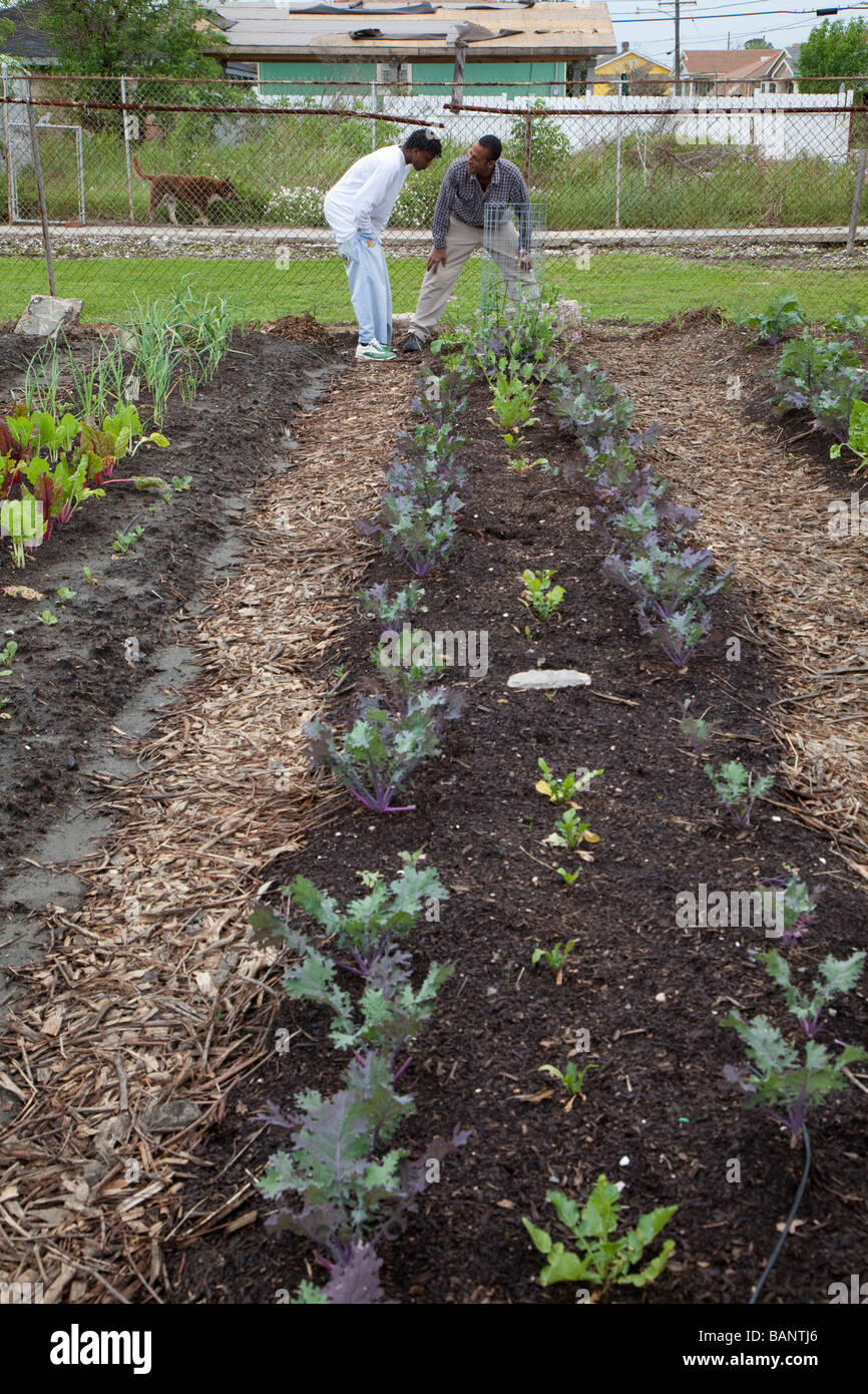 Community garden vegetable lot hi-res stock photography and images - Alamy