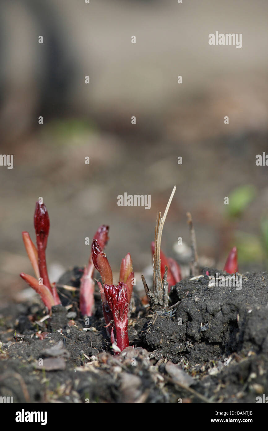 Close up of sprouting the flowers from ground in the garden nobody none ...