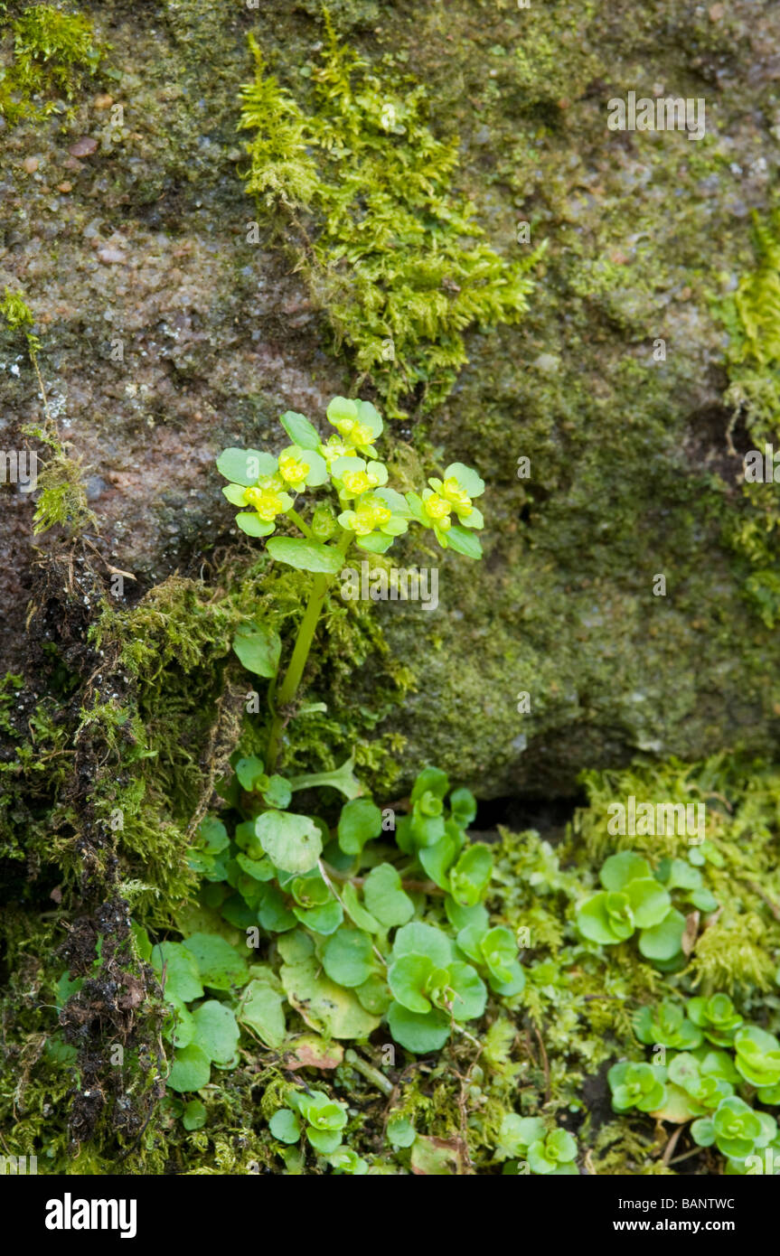 Opposite-leaved Golden saxifrage, Chrysosplenium oppositifolium ...