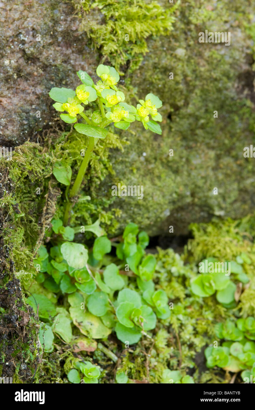 Opposite-leaved Golden saxifrage, Chrysosplenium oppositifolium ...