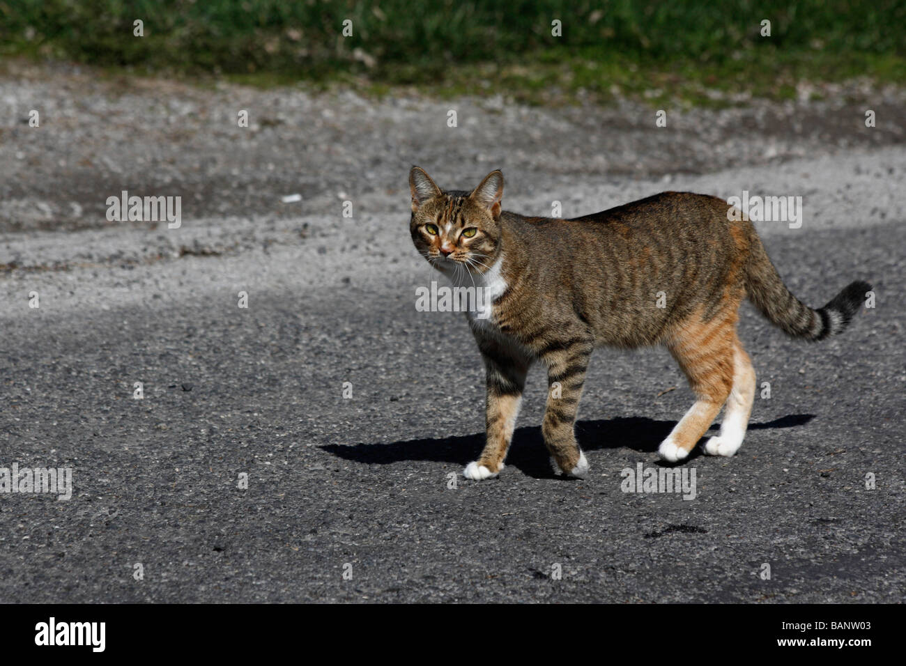 Single domestic brown cat walking on the street nobody isolated from ...