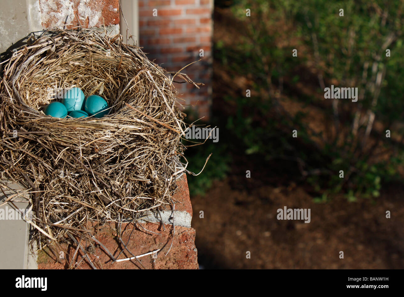 Close up of birds American Robin green eggs in nest on sill window ...
