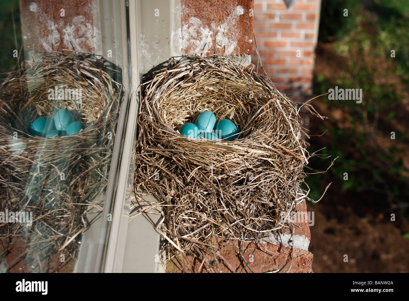 Green eggs on a nest from a bird American Robin on a window sill of ...