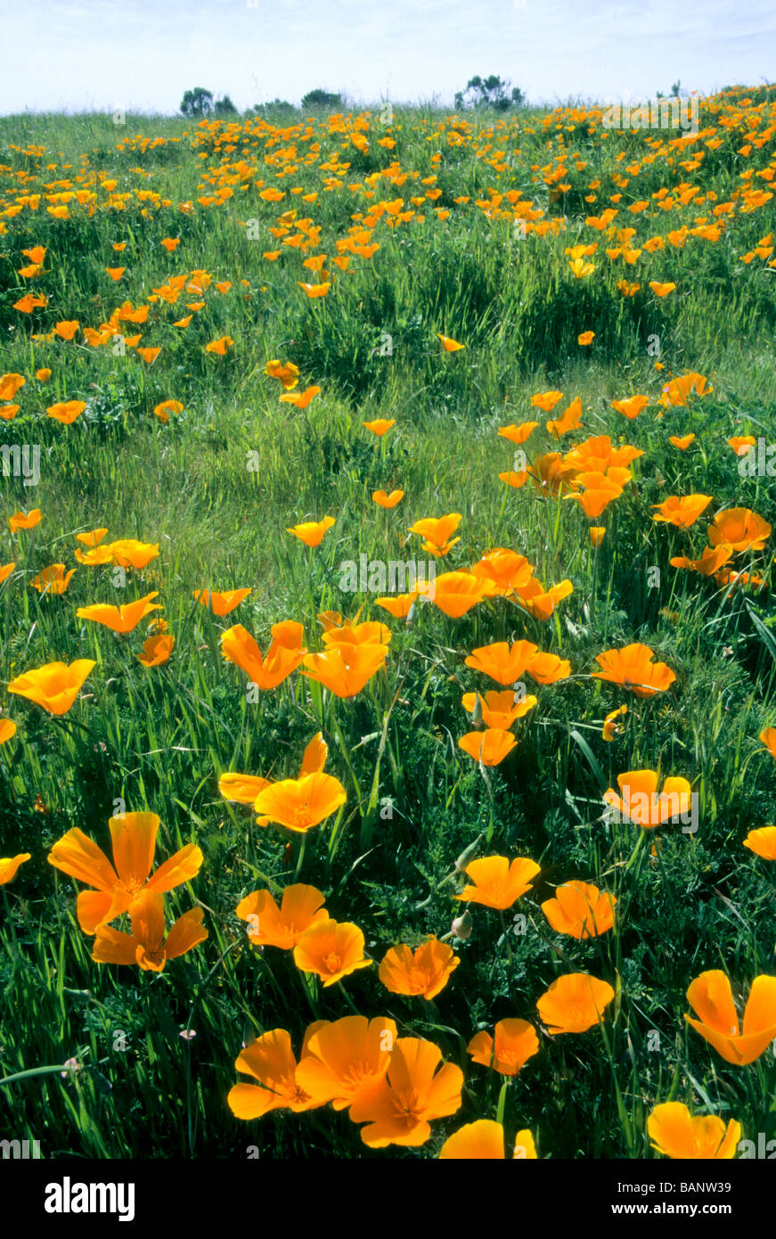 California state flower Golden Poppy field green grow wild nature ...