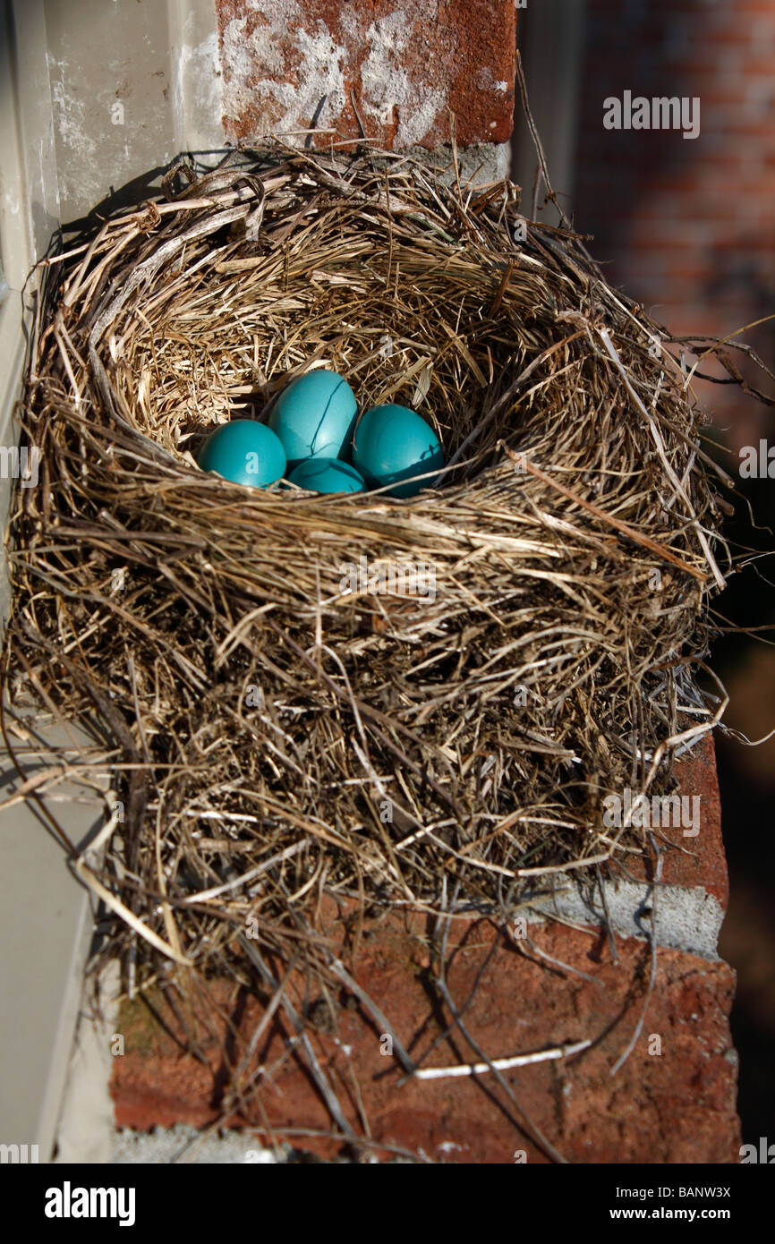 Close up of birds American Robin green eggs in nest on sill window ...