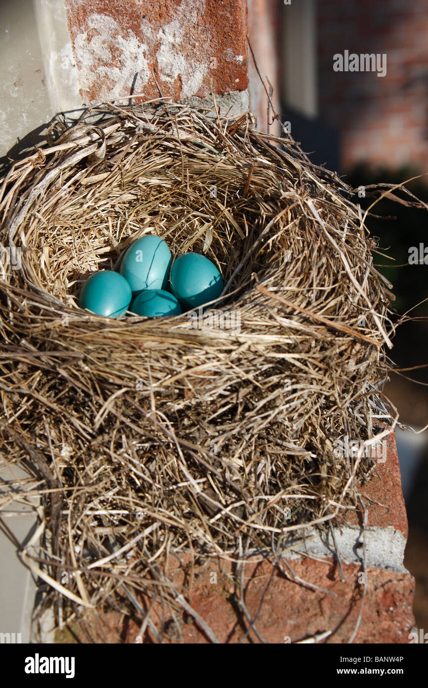 Close up of birds American Robin green eggs in nest on sill window ...