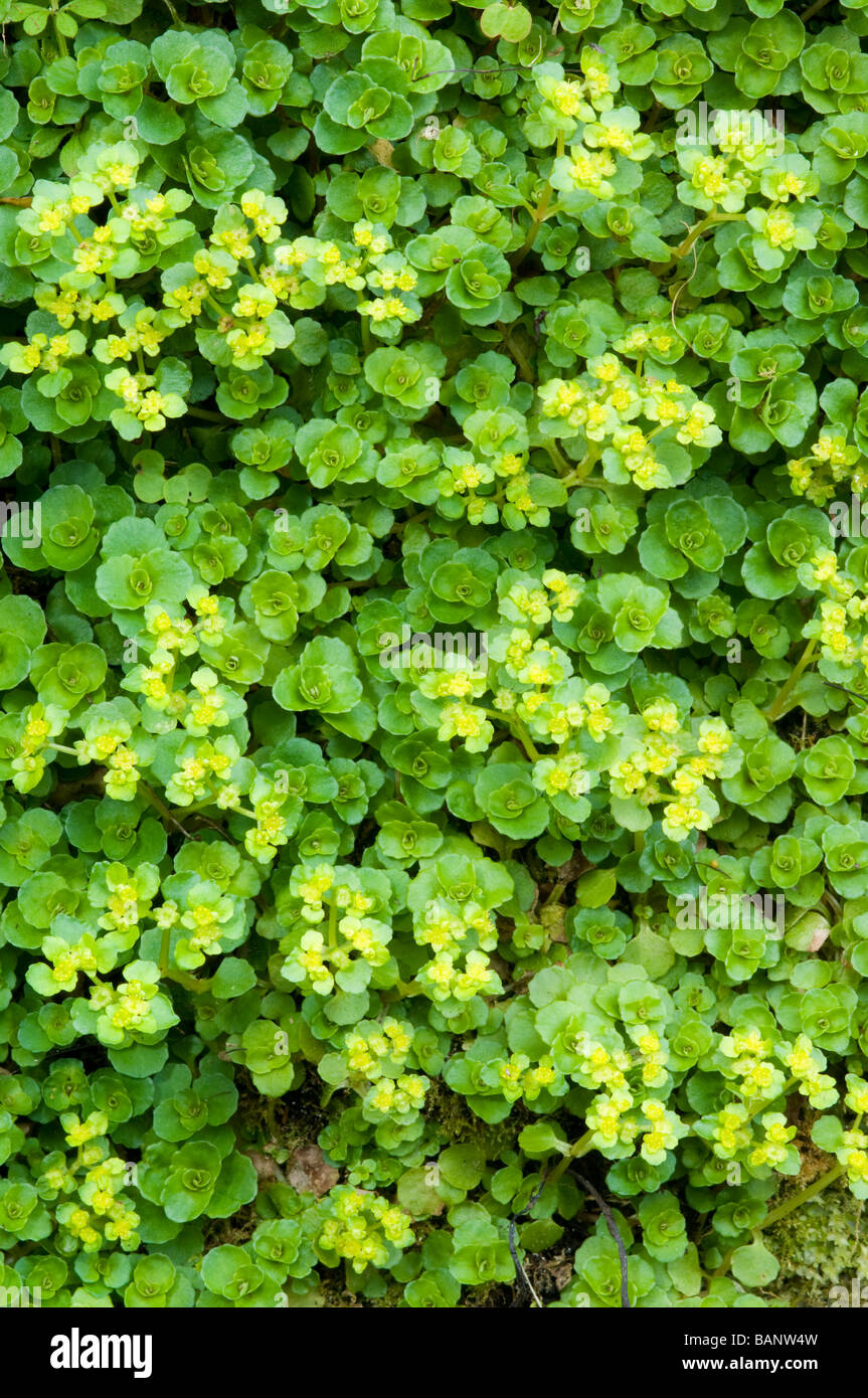 Opposite-leaved Golden saxifrage, Chrysosplenium oppositifolium ...