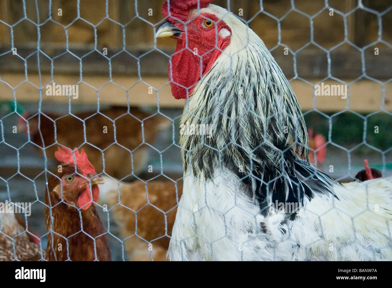 Photo of a rooster behind a fence Stock Photo - Alamy