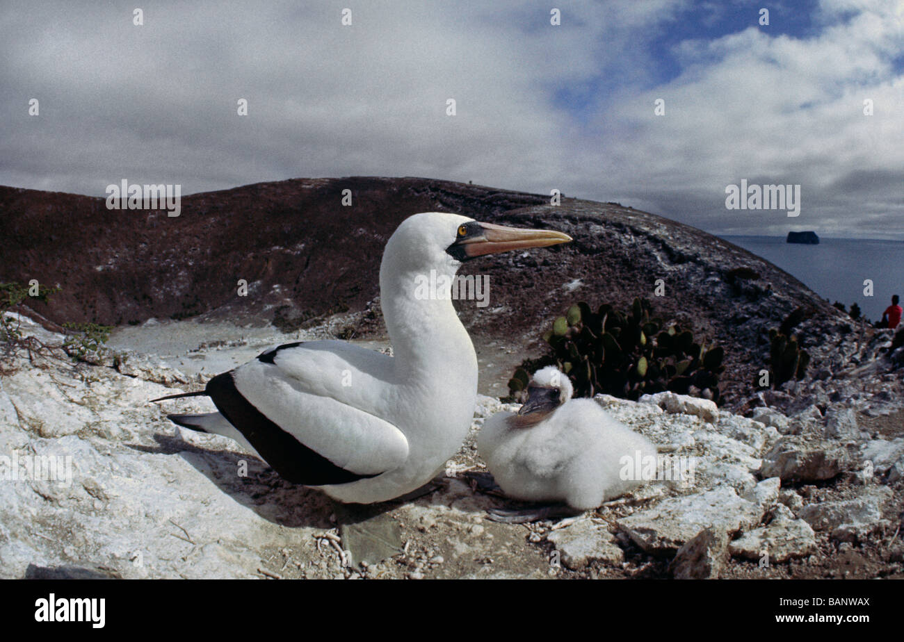 MASKED BOOBY BIRD Sula Dactylatra with CHICK in nesting ground DAPHNE ...