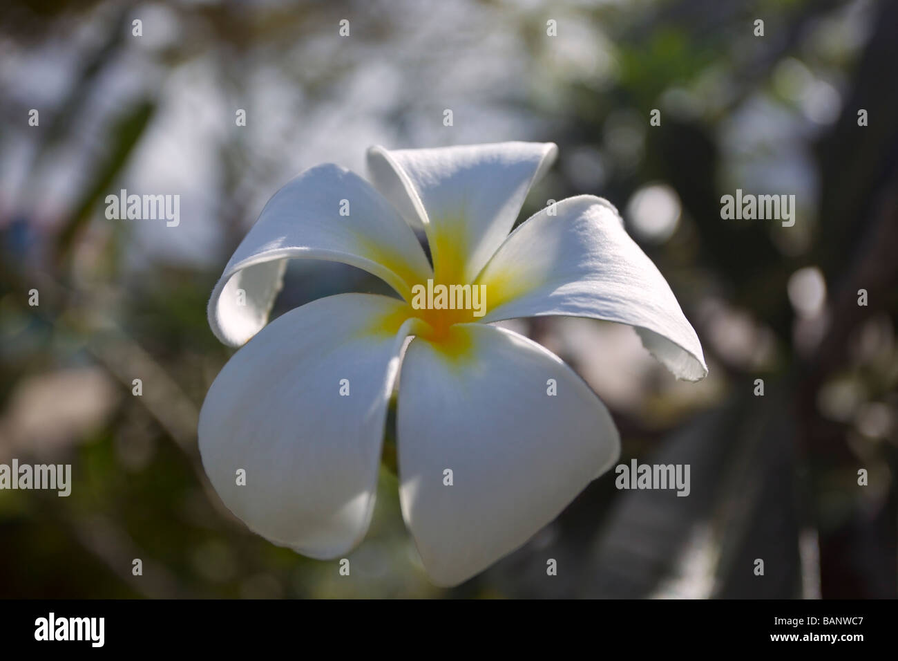 Frangipani flowers barbados flower hi-res stock photography and images ...